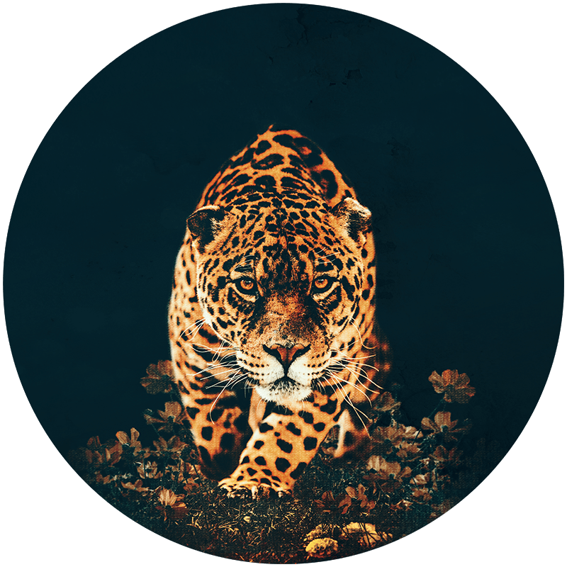 Leopard RND – PosterJunkie